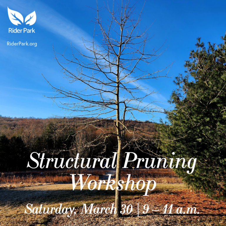 Structural Pruning Workshop - First Community Foundation Partnership
